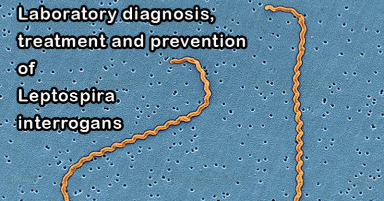 Laboratory diagnosis, treatment and prevention of Leptospira interrogans