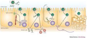 Rotavirus- An Overview