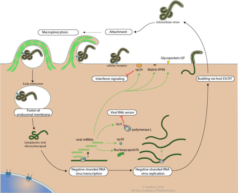 Ebola Virus- An Overview