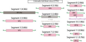 Coltivirus- An Overview