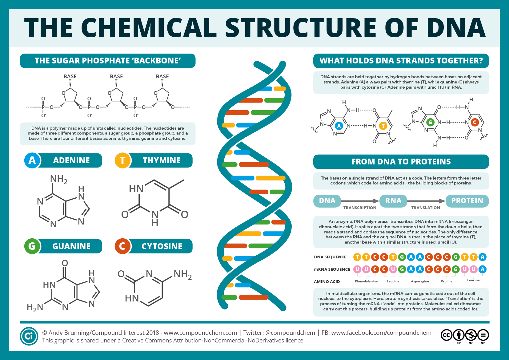 DNA Structure Properties Types Forms Functions