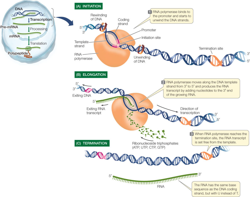 Prokaryotic Transcription Enzymes Steps Significance Prokaryotic Transcription Enzymes Steps Significance
