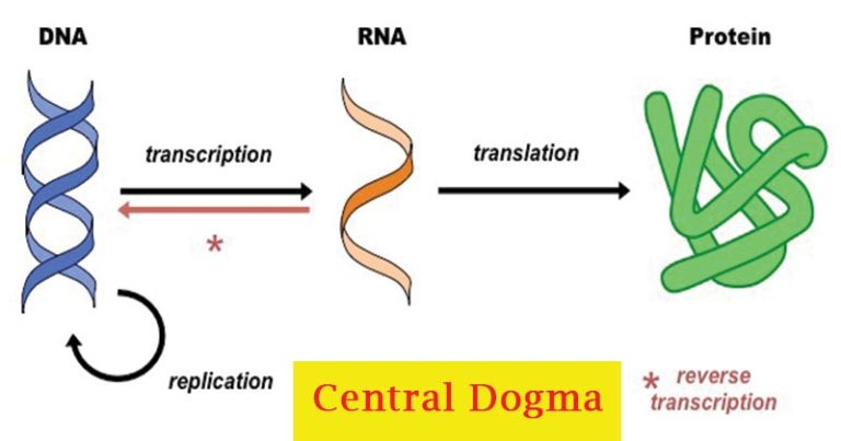 Central Dogma: Replication, Transcription, Translation