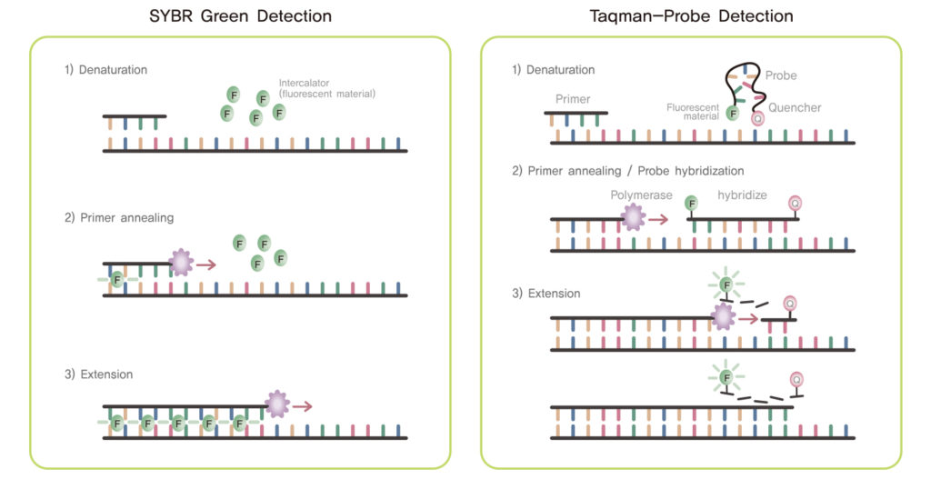 Real-Time PCR (qPCR): Principle, Process, Markers, Uses