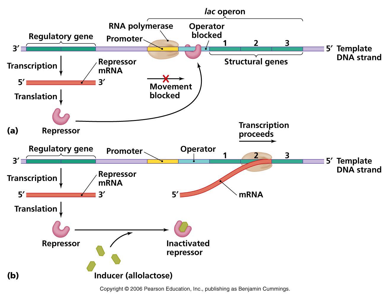 Lac Operon Definition Structure Inducers Diagram Lac Operon Definition Structure Inducers Diagram