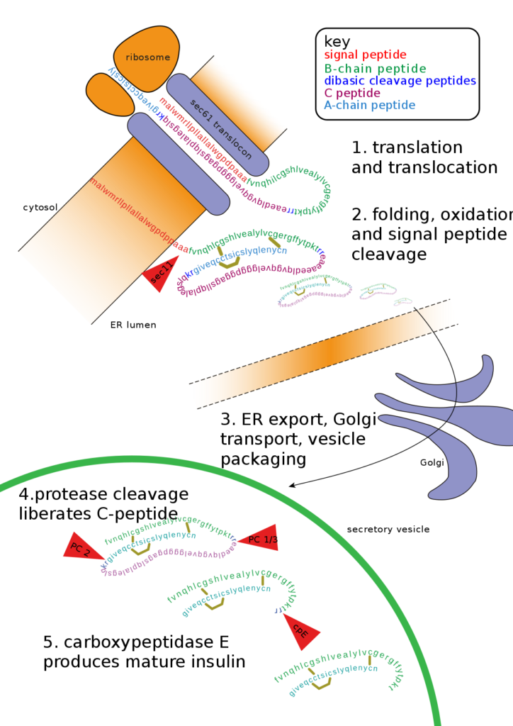 Post Translational Modification Definition Processing Post Translational Modification Definition Processing