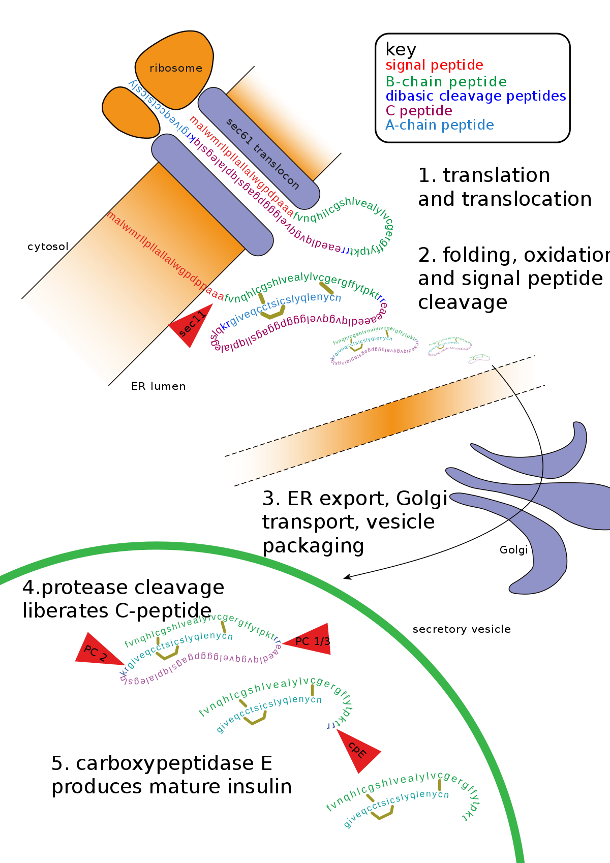 Post Translational Modification Definition Processing Post Translational Modification Definition Processing