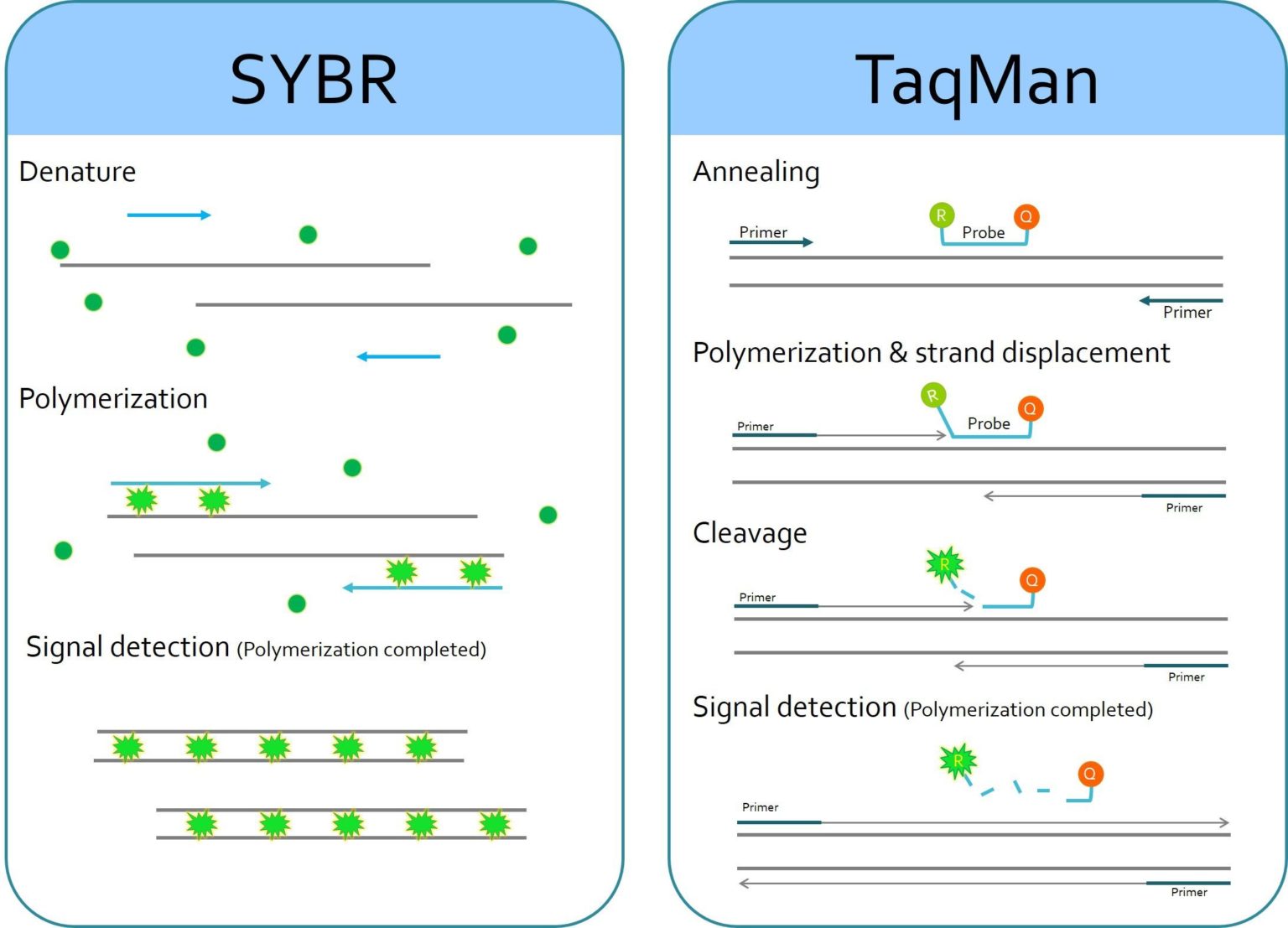 Real Time PCR Principle Process Markers Uses