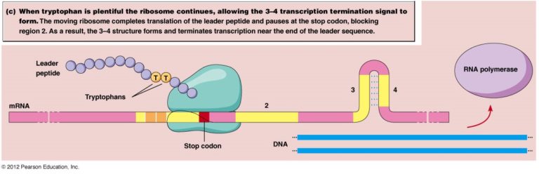 Tryptophan (Trp) Operon