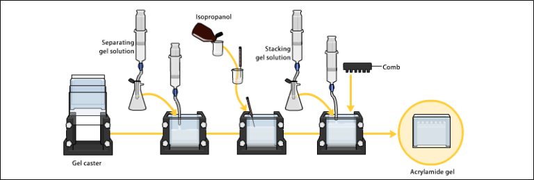 Polyacrylamide Gel Electrophoresis (PAGE)