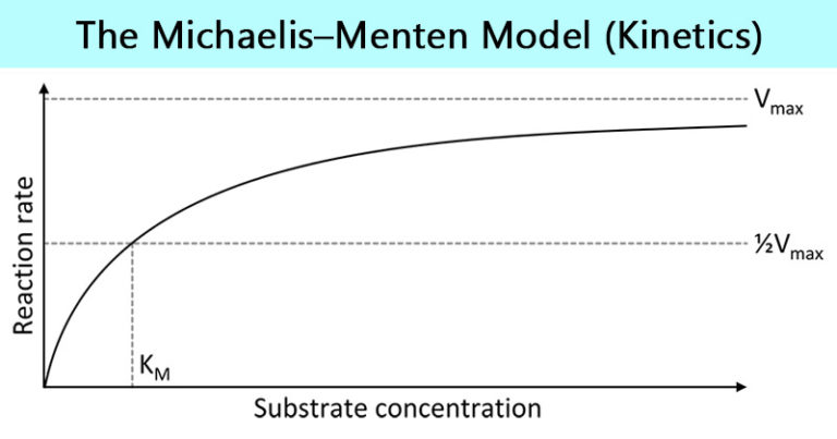 The Michaelis Menten Model