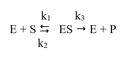 The Michaelis Menten Model