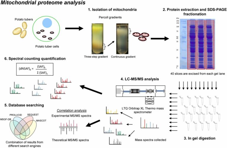 Isolation of Mitochondria from Plants, Yeast Cells, Mice, Cell Culture