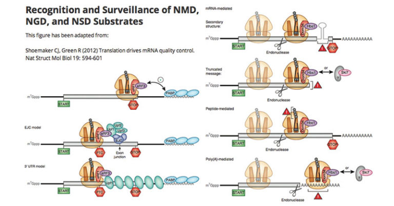 Regulation of Translation in Eukaryotes