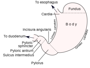 The Human Digestive System- Organs, Functions and Diagram