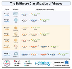 Classification of virus