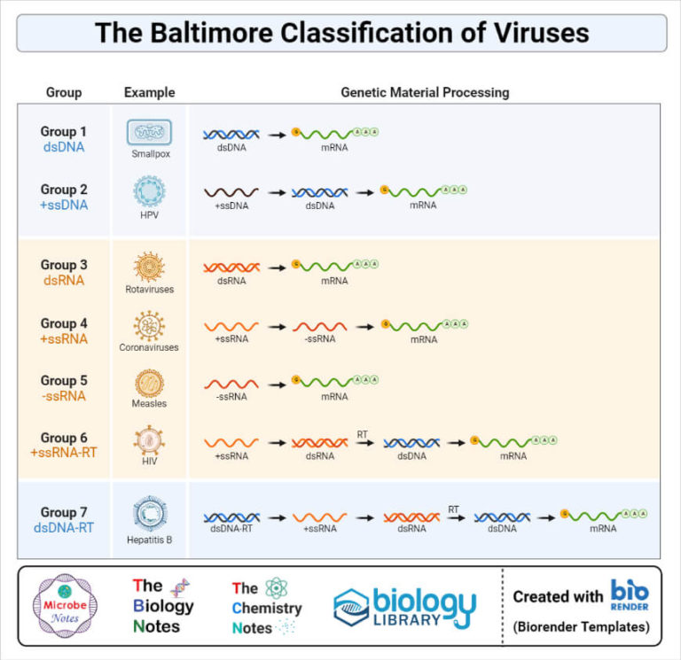 Classification of virus