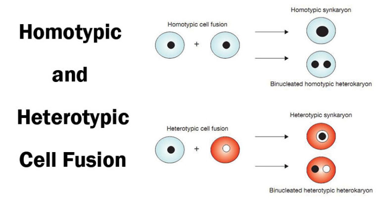 Cell Fusion- Types and Significance
