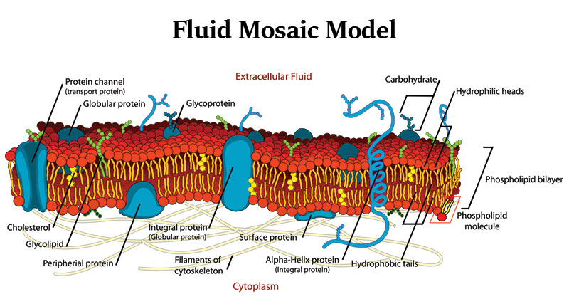 Describe Structure Of Cell Membrane Using Fluid Mosaic Model