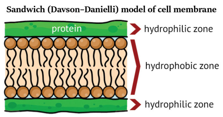 Sandwich (Davson–Danielli) model of cell membrane
