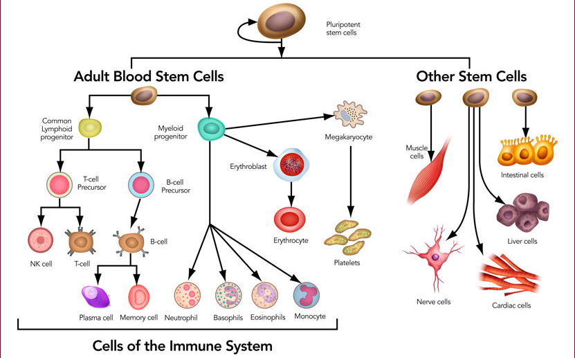 Stem Cells Definition Properties Types Uses Challenges Stem Cells Definition Properties Types Uses Challenges