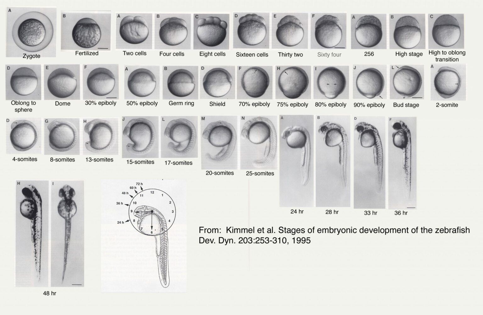 Zebrafish Development- Different Stages and Process