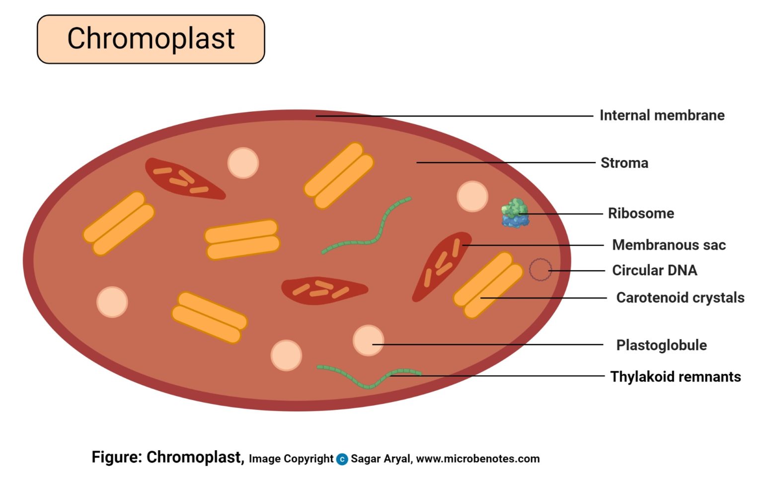 Plant Cell: Structure, Parts, Functions, Labeled Diagram