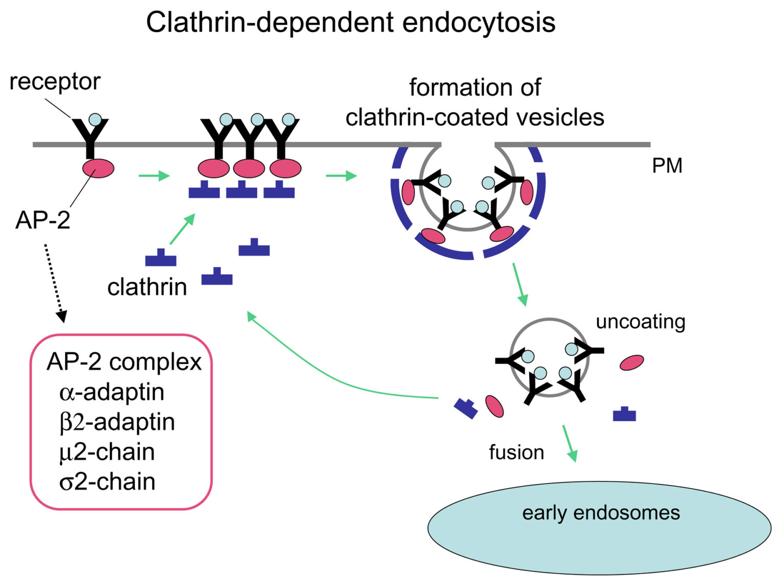 Endocytosis- Definition, Process and Types with Examples