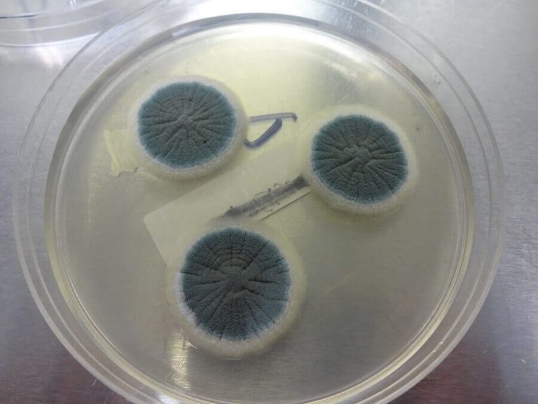 Aspergillus clavatus- An Overview - Online Microbiology Notes
