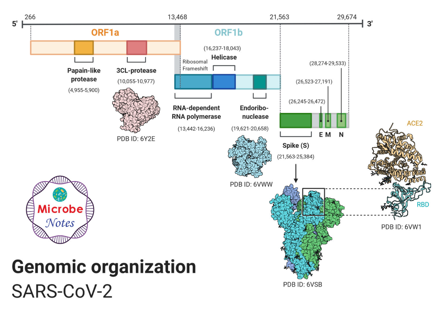 SARS-CoV-2 Structure & Genome: Key Proteins & RNA Features
