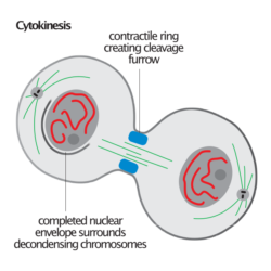 Mitosis: Phases, Applications & Diagrams Explained