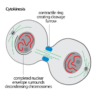 Mitosis: Phases, Applications & Diagrams Explained