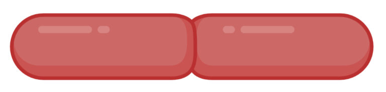 Morphology of Bacteria- Sizes, Shapes, Arrangements, Examples