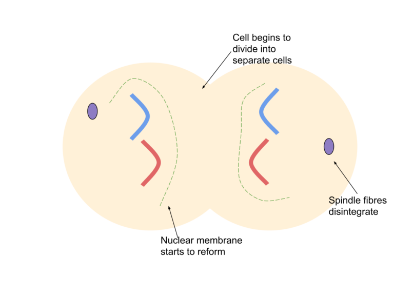 Mitosis: Phases, Applications & Diagrams Explained