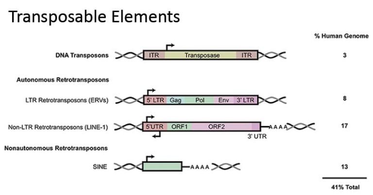 Transposable Elements Definition Types Examples Applications