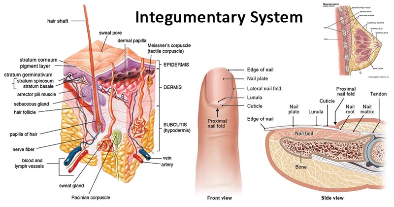 Integumentary System Definition Organs Functions Diseases Integumentary System Definition Organs Functions Diseases