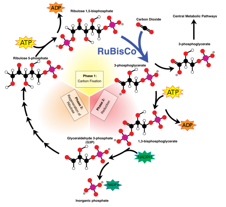 Photosynthesis Process: Steps, Equation & Diagram