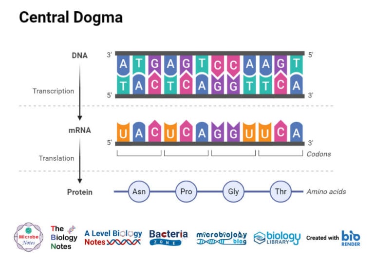 Protein Synthesis: Enzymes, Sites, Steps, Inhibitors