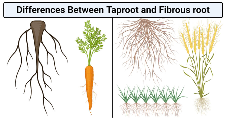 Taproot Vs Fibrous Root 17 Key Differences Examples