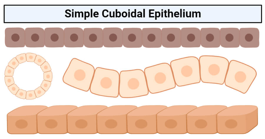 Simple Cuboidal Epithelium Structure Functions Examples Simple Cuboidal Epithelium Structure Functions Examples