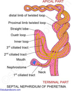 Excretory or Nephridial System of Earthworm - Microbe Notes