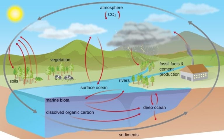 Carbon Cycle: Steps, Examples, Significance, Human Impacts