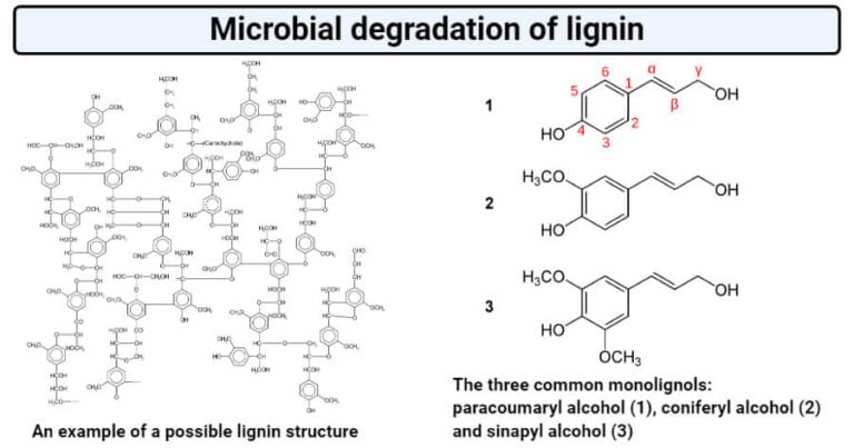 Microbial degradation of lignin (Enzymes, Steps, Mechanisms)