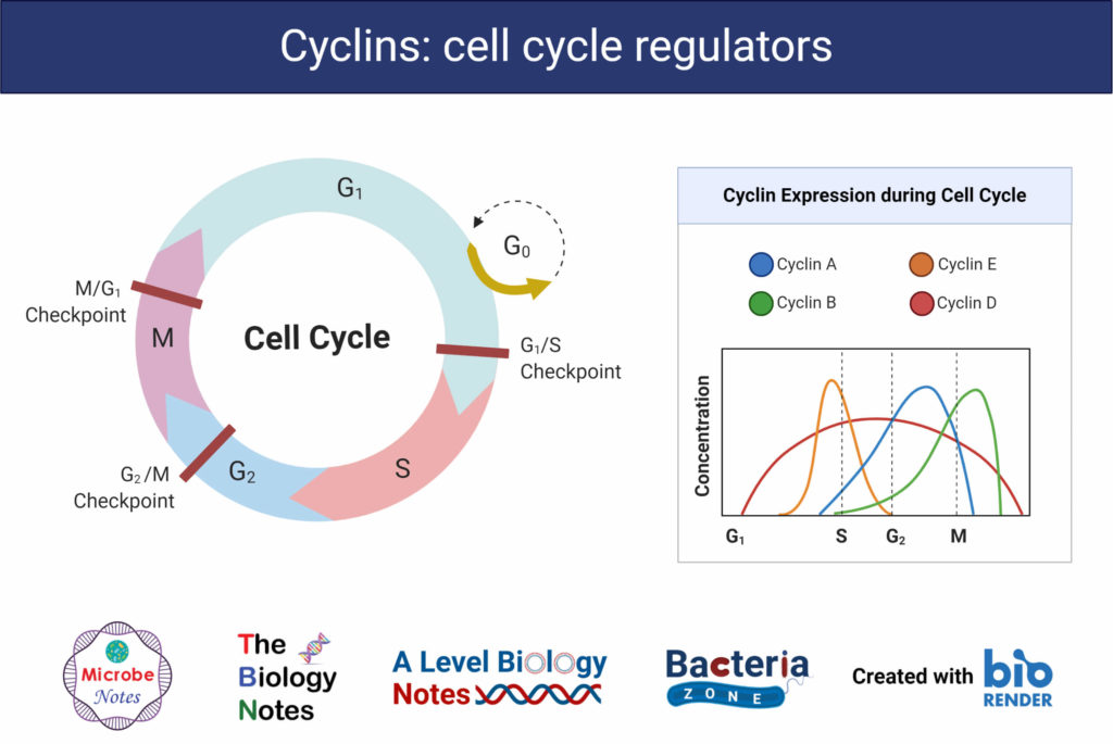 Cell Cycle: Definition, Phases, Regulation, Checkpoints