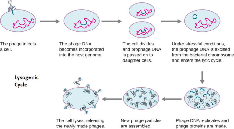 Bacteriophage- Definition, Structure, Life Cycles, Applications, Phage ...