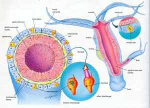 Hydra: Locomotion, nutrition, respiration, excretion, nervous system ...