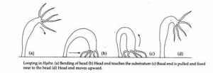 Hydra: Locomotion, nutrition, respiration, excretion, nervous system ...