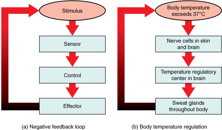 Geschreddert Pack Mach Es Gut Feedback Mechanism Biology Vergleich 