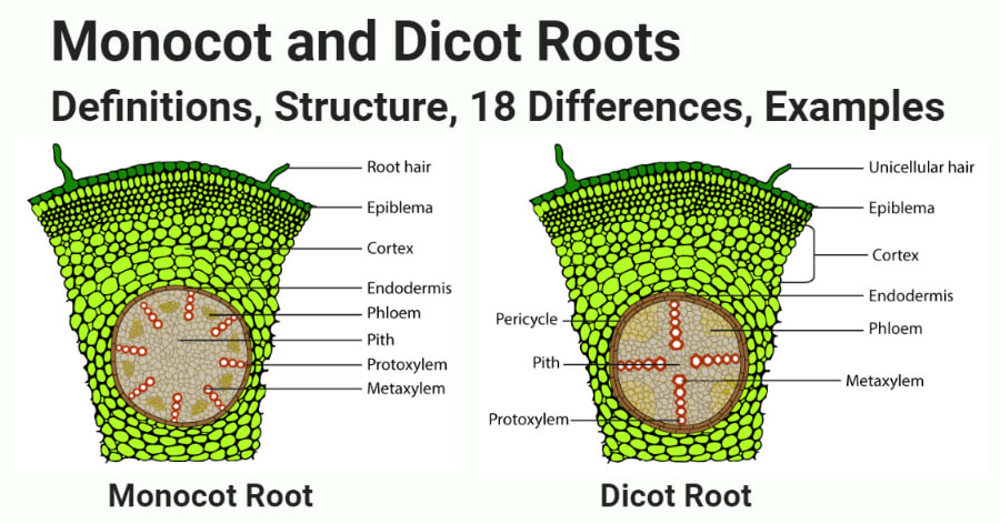 Monocot Vs Dicot Roots Definition Structure 18 Differences Examples