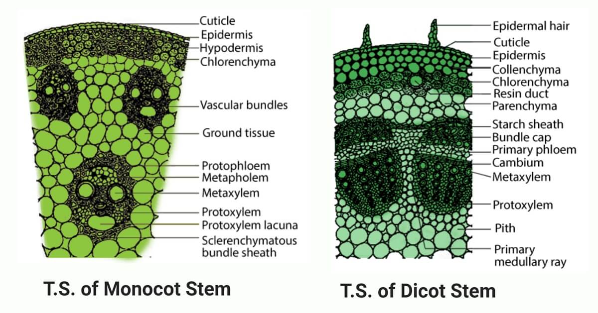 Monocot Vs Dicot Stem Structure 22 Differences Examples